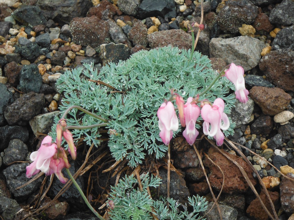 Komakusa-Flower-marunuma ⋆ OZE TRAVEL BLOG