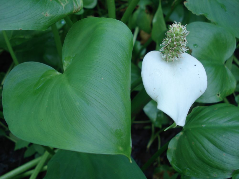 asian_skunk_cabbage ⋆ OZE TRAVEL BLOG